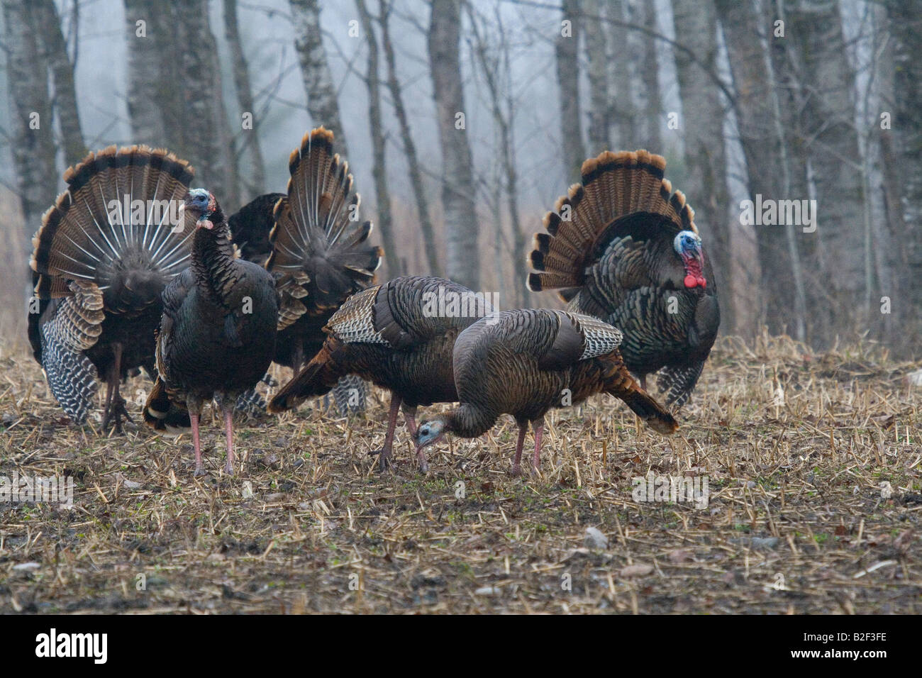 Jake eastern wild turkey in spring Stock Photo - Alamy