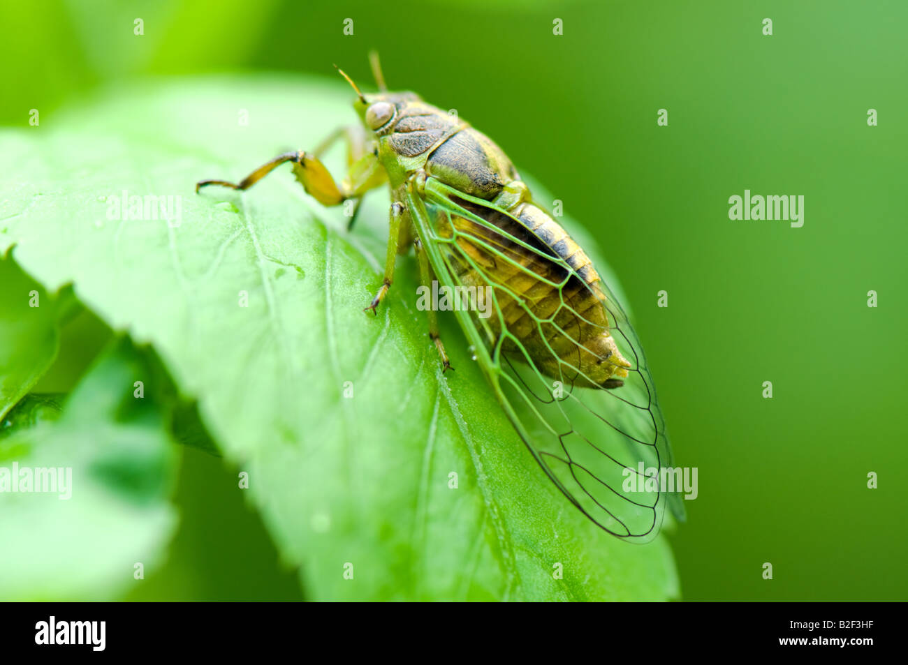 Cicada with blue wings hi-res stock photography and images - Alamy