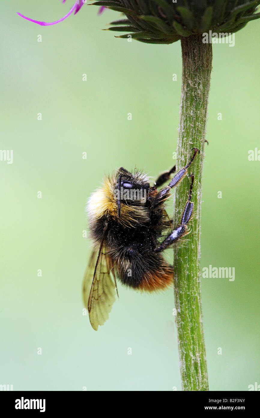 bumblebee / Bombus mendax Stock Photo - Alamy