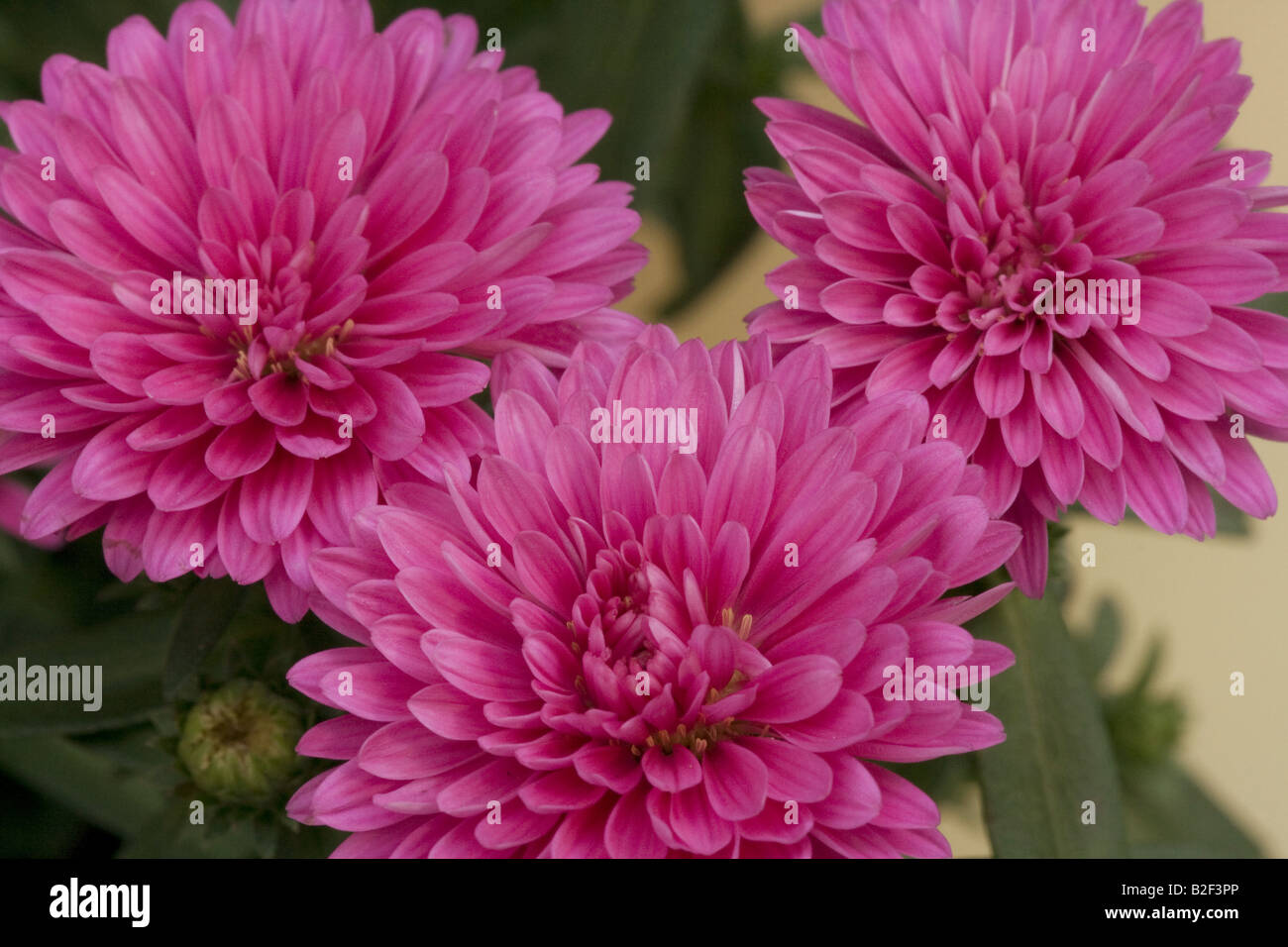 aster - blossoms Stock Photo - Alamy