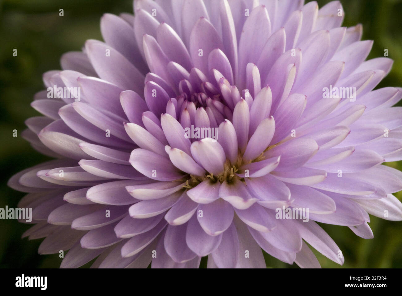 aster - blossom Stock Photo - Alamy