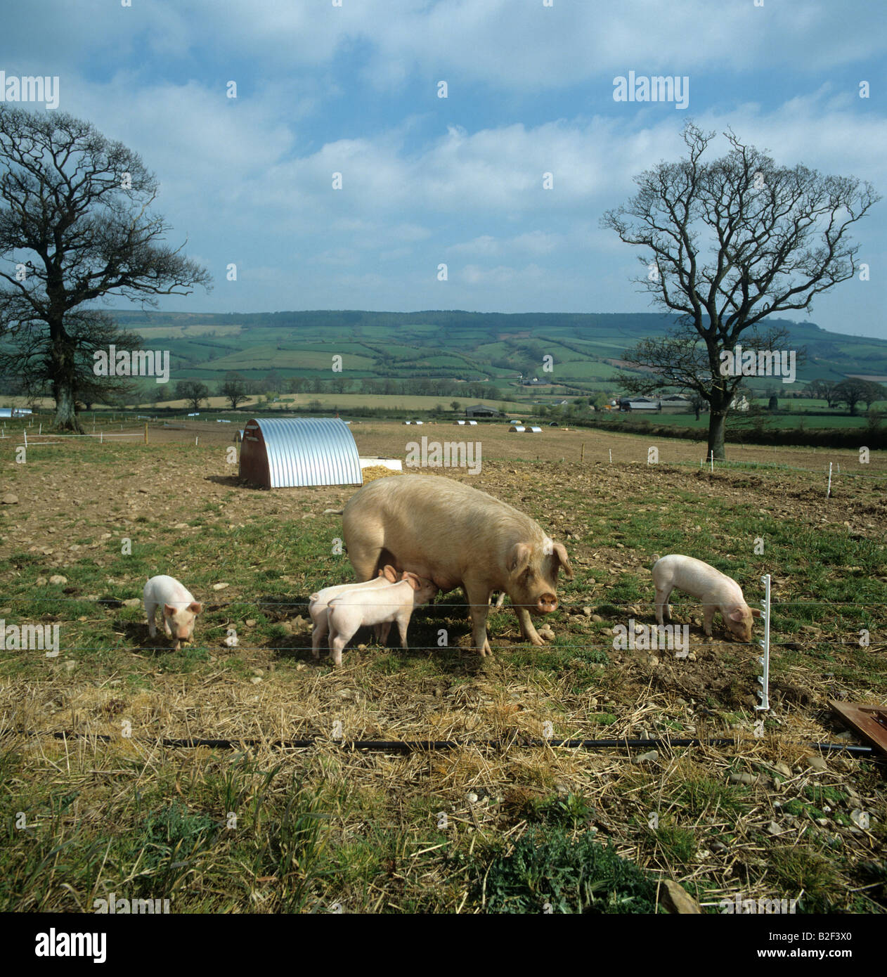 Pigs large white landrace duroc hi-res stock photography and images - Alamy