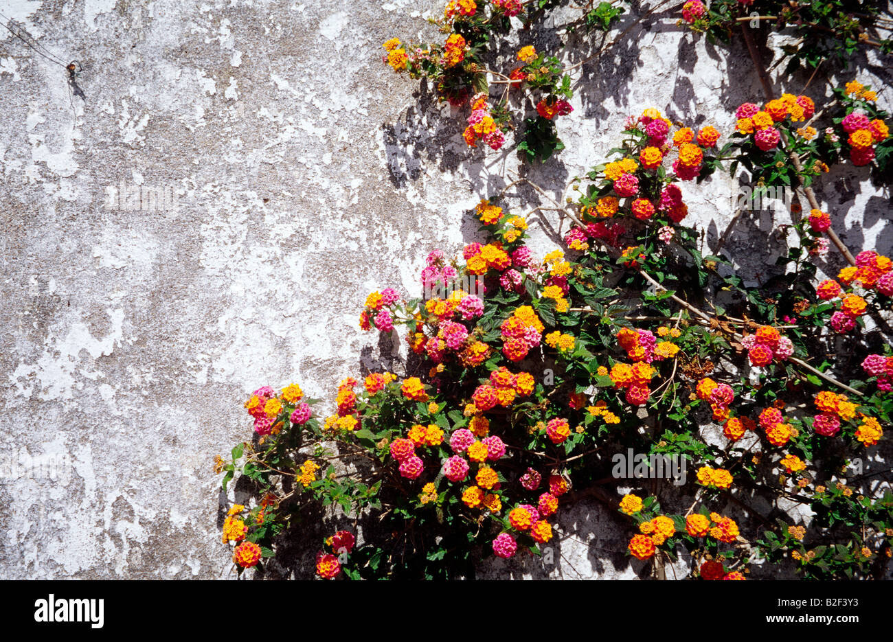 Creeping flowers hi-res stock photography and images - Alamy
