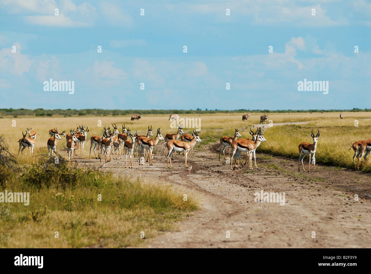 springbok herd - standing Stock Photo - Alamy
