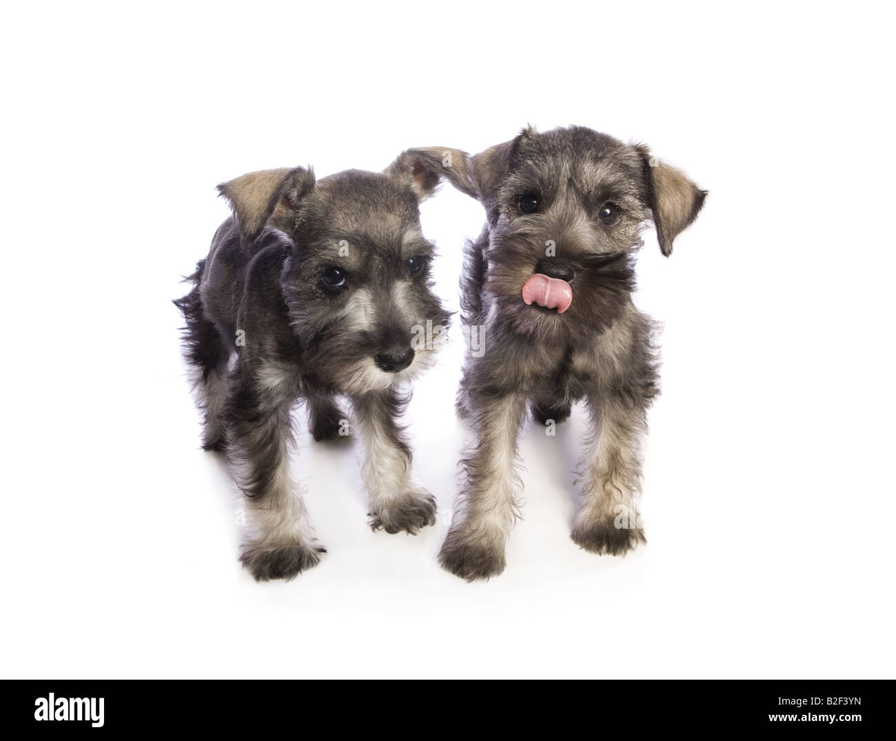 Two Adorable Miniature Schnauzer puppies playing together isolated on ...