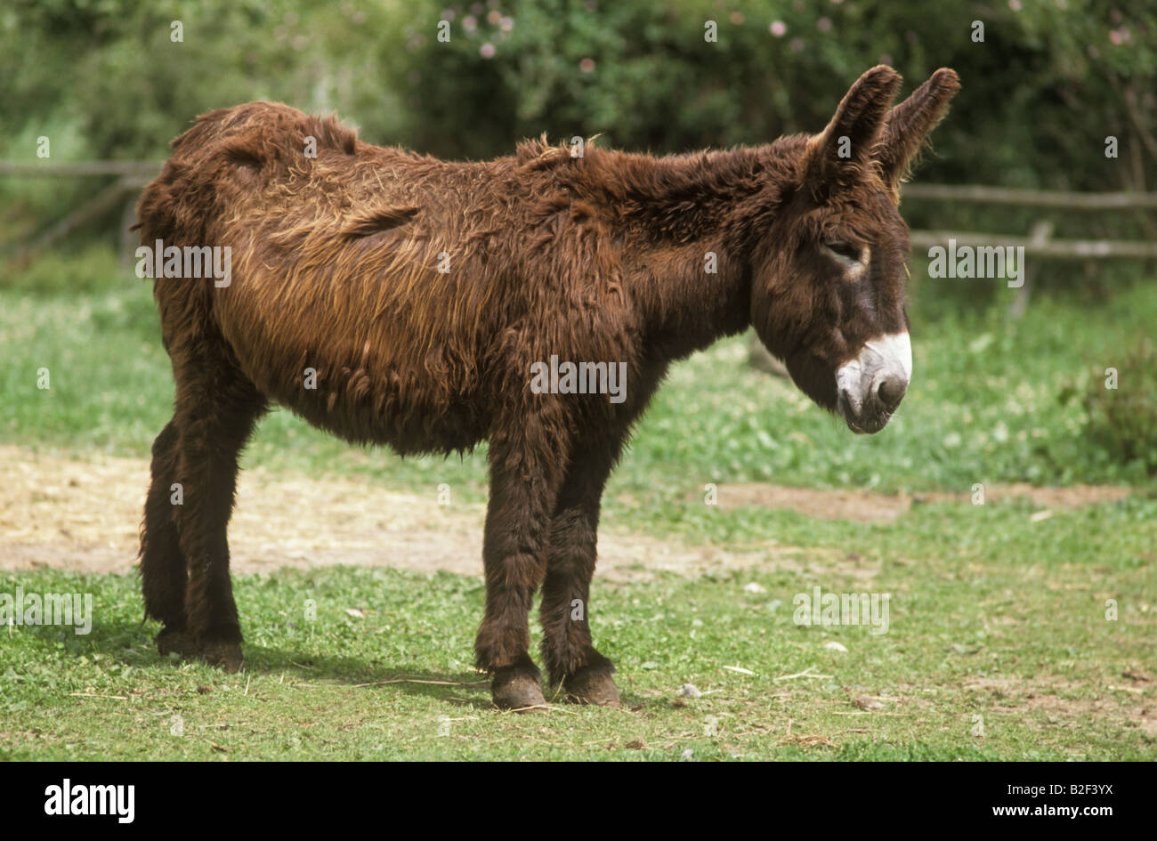 Poitou donkey - standing Stock Photo - Alamy