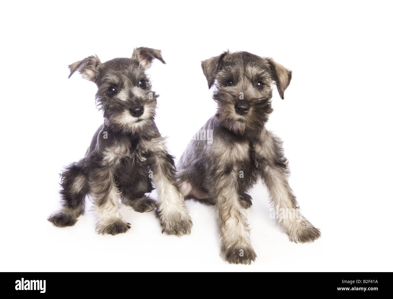 Two Adorable Miniature Schnauzer puppies playing together isolated on ...