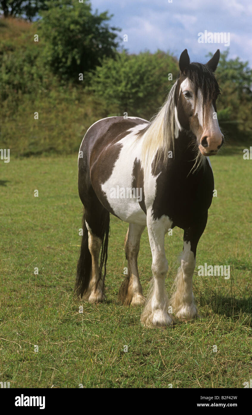 Tinker Pony on meadow Stock Photo - Alamy