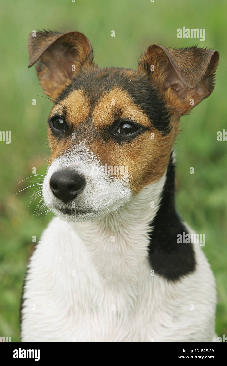 Jack Russell Terrier - portrait Stock Photo - Alamy
