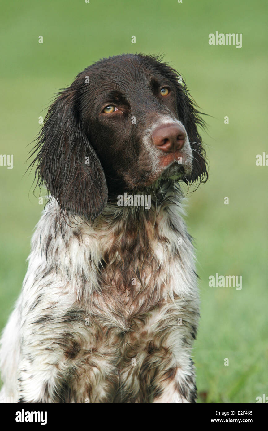 Small Muensterlaender. Portrait of adult dog Stock Photo - Alamy