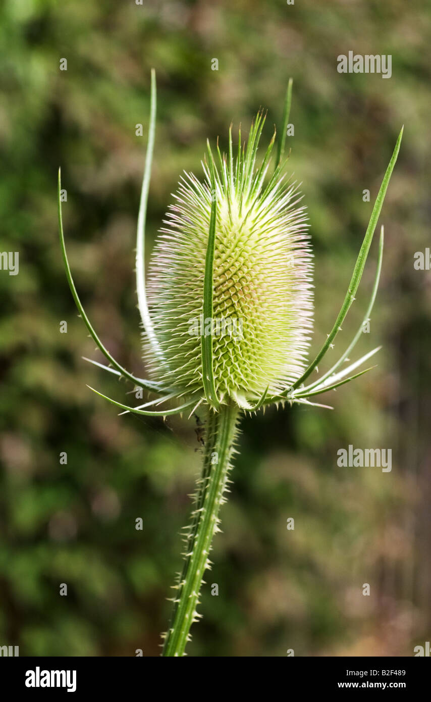 Growing teasel hi-res stock photography and images - Alamy