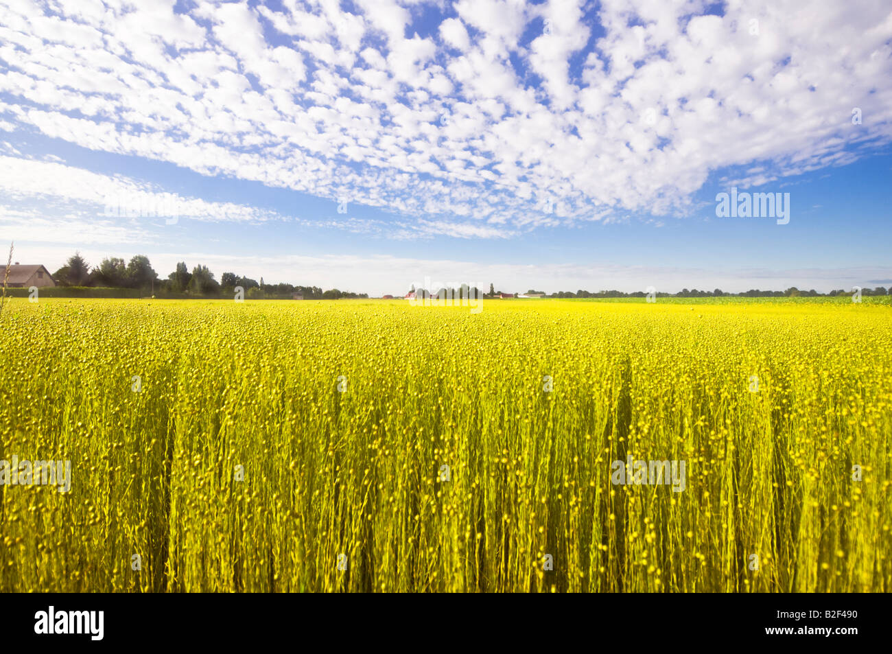 Flax field hi-res stock photography and images - Alamy