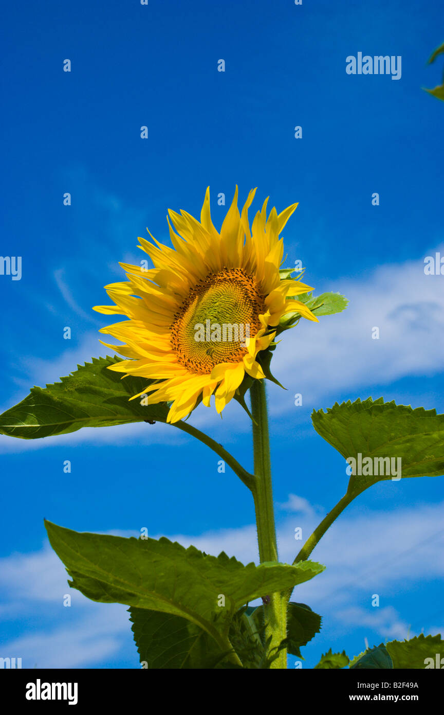 sunflower on sky background Stock Photo - Alamy