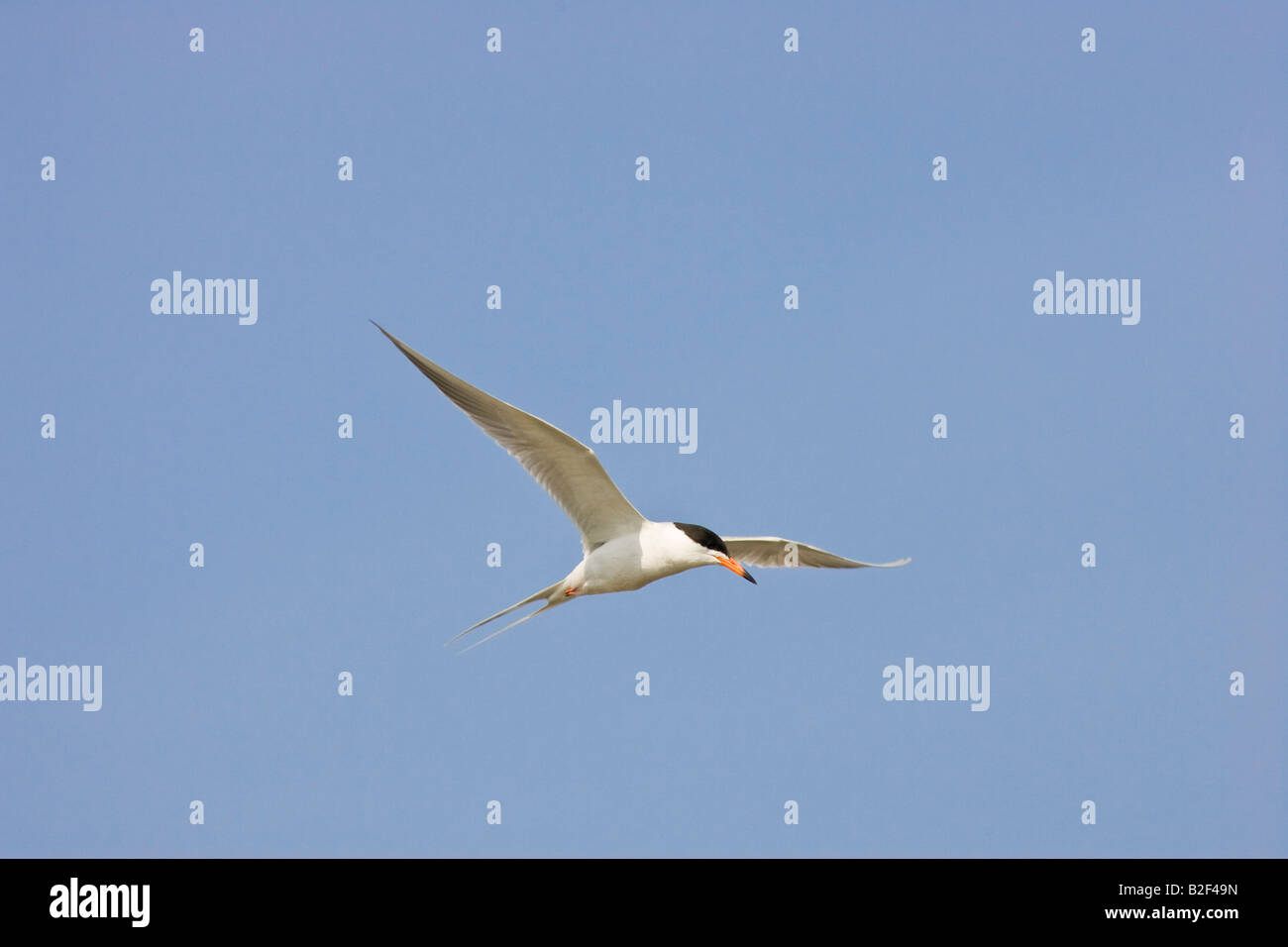 Common tern species hi-res stock photography and images - Alamy