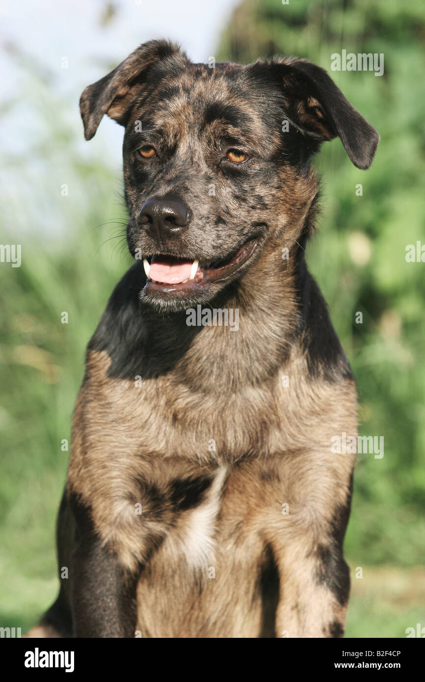 half breed dog - portrait Stock Photo - Alamy