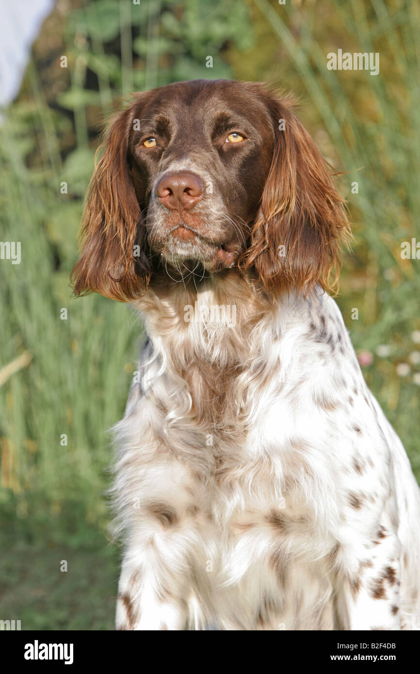 German Longhaired Pointer - portrait Stock Photo - Alamy