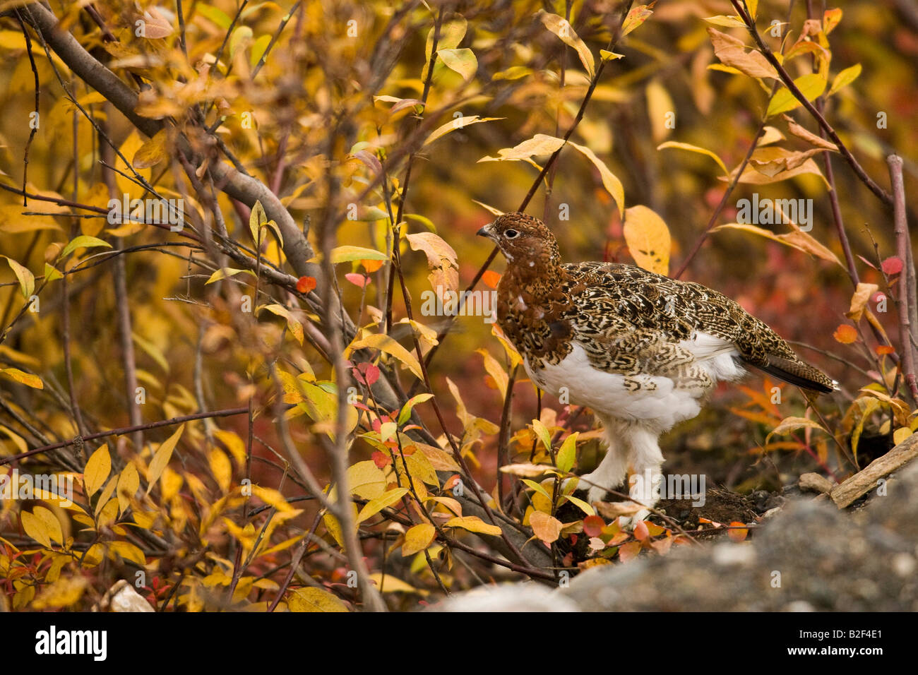 North american willow ptarmigan hi-res stock photography and images - Alamy