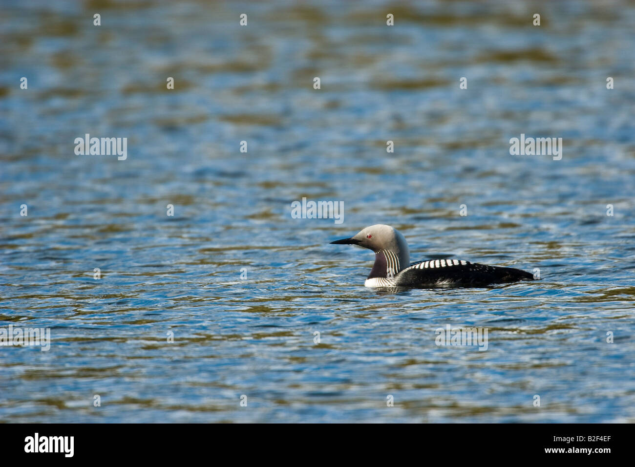 Species pacifica hi-res stock photography and images - Alamy