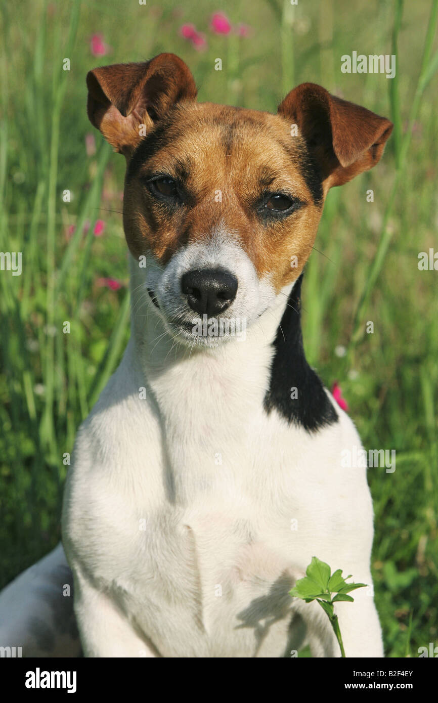 Jack Russell Terrier - portrait Stock Photo - Alamy