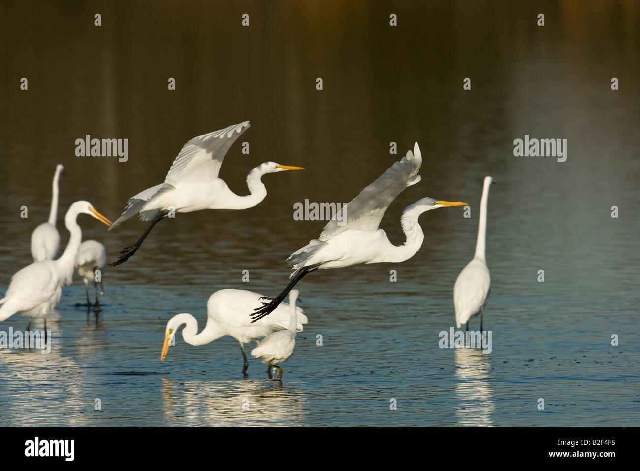 Ardea alba flight hi-res stock photography and images - Alamy