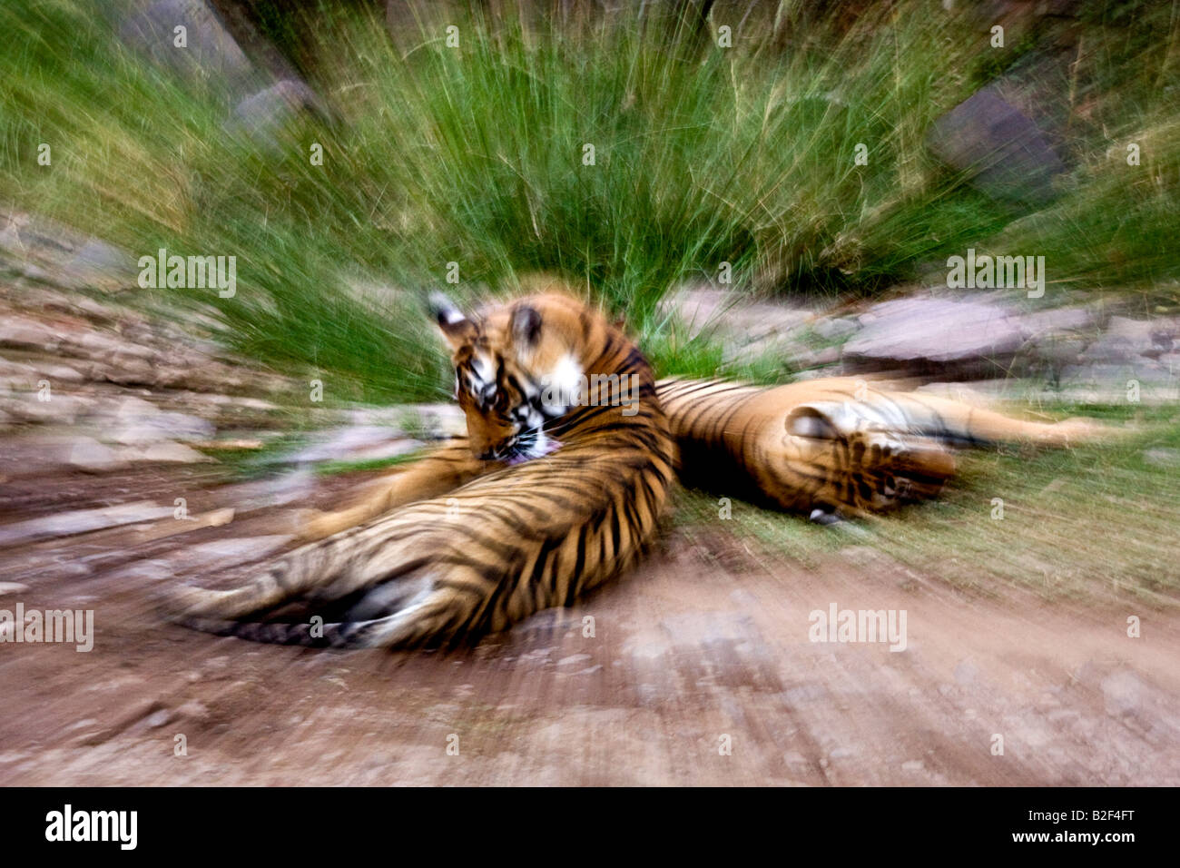 Zooming out or zoom burst on two tigers to give an explosive effect ...