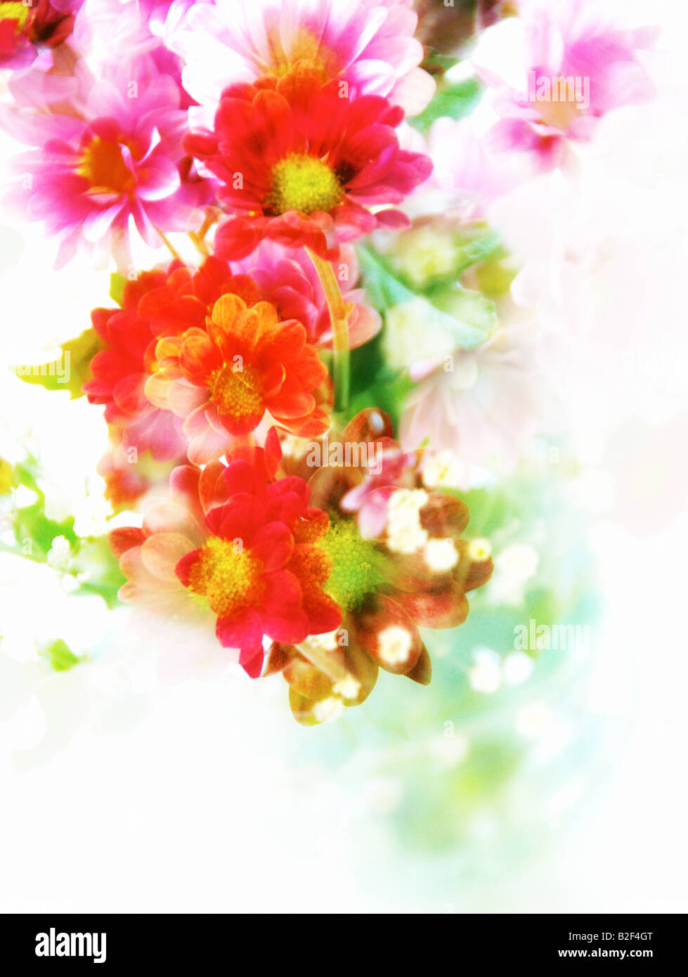 Flower Fusion Arrangement Stock Photo - Alamy
