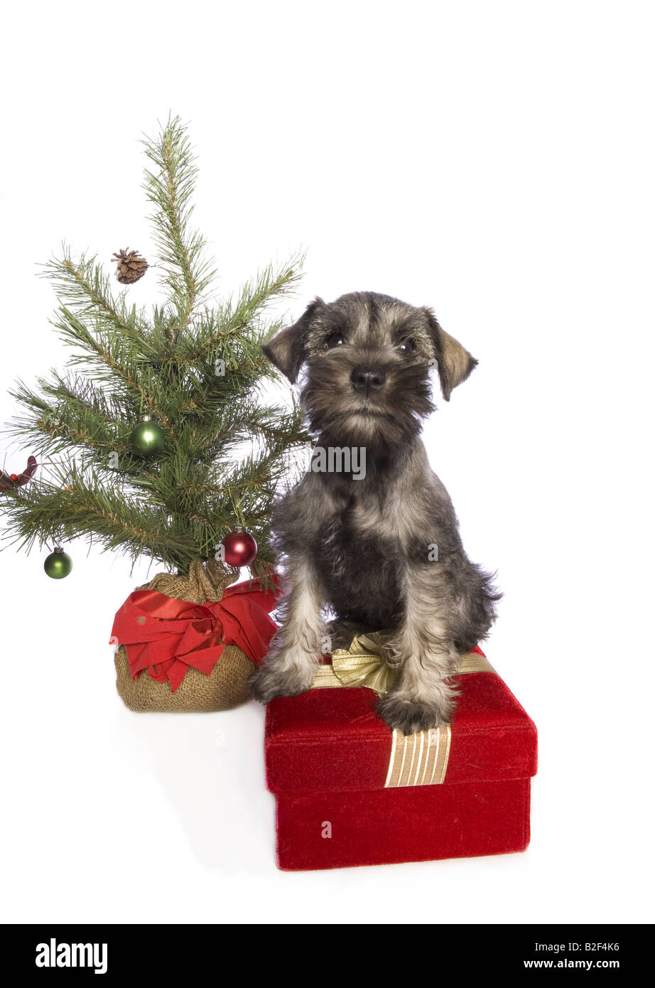 Adorable Christmas Miniature Schnauzer puppy under Christmas tree on ...