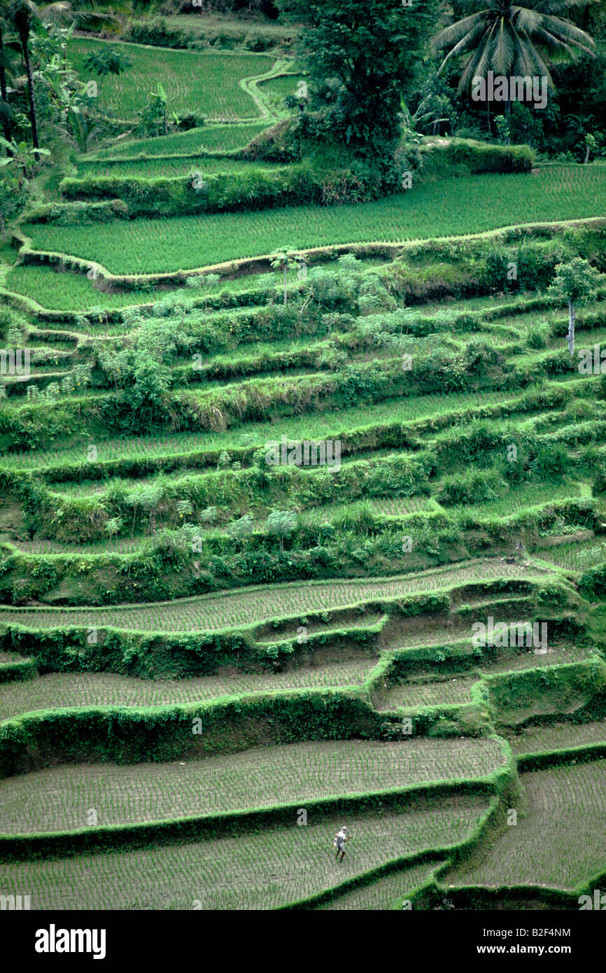 Terraced rice field, Bali, Indonesia Stock Photo - Alamy