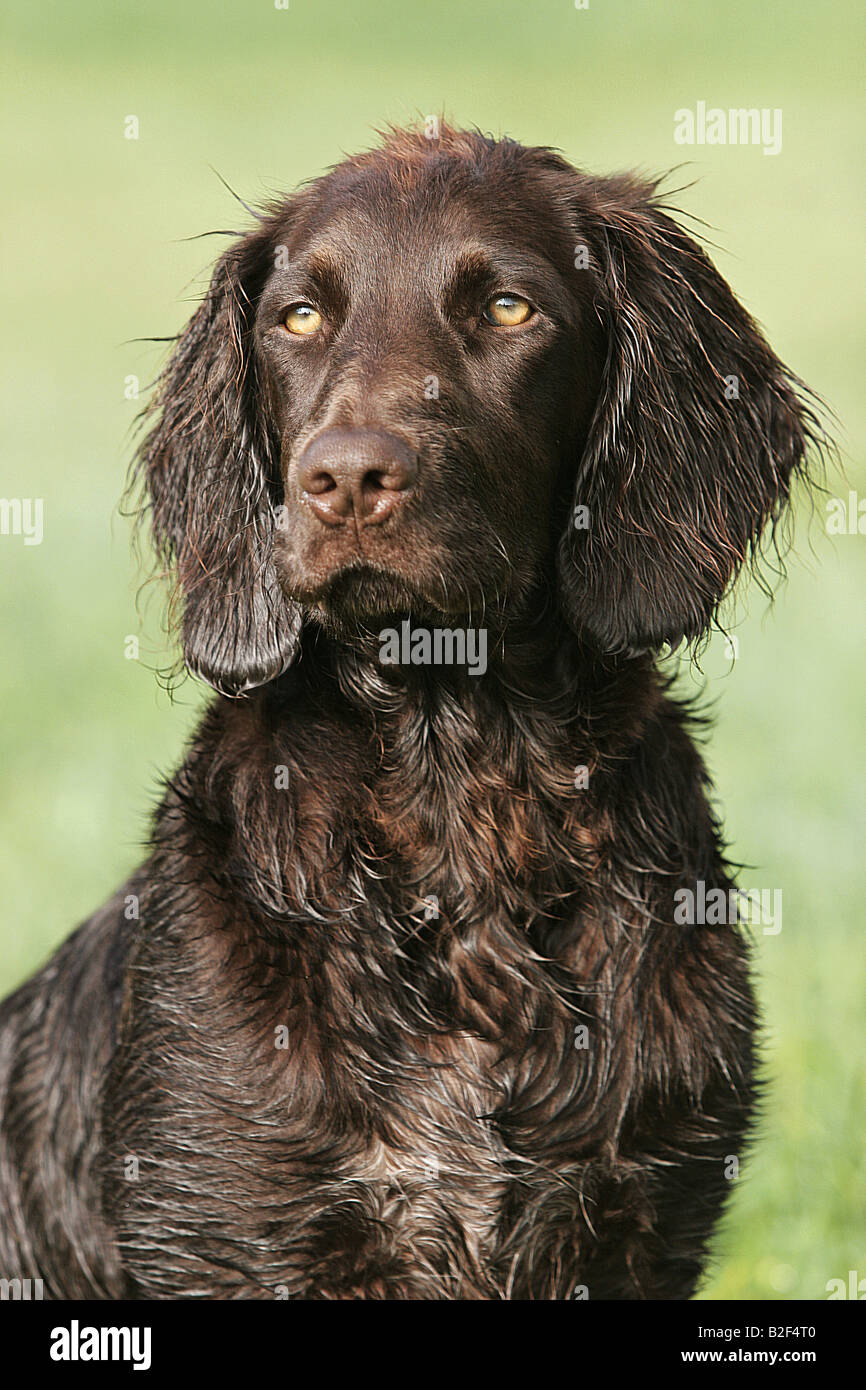 German Longhaired Pointer - portrait Stock Photo - Alamy