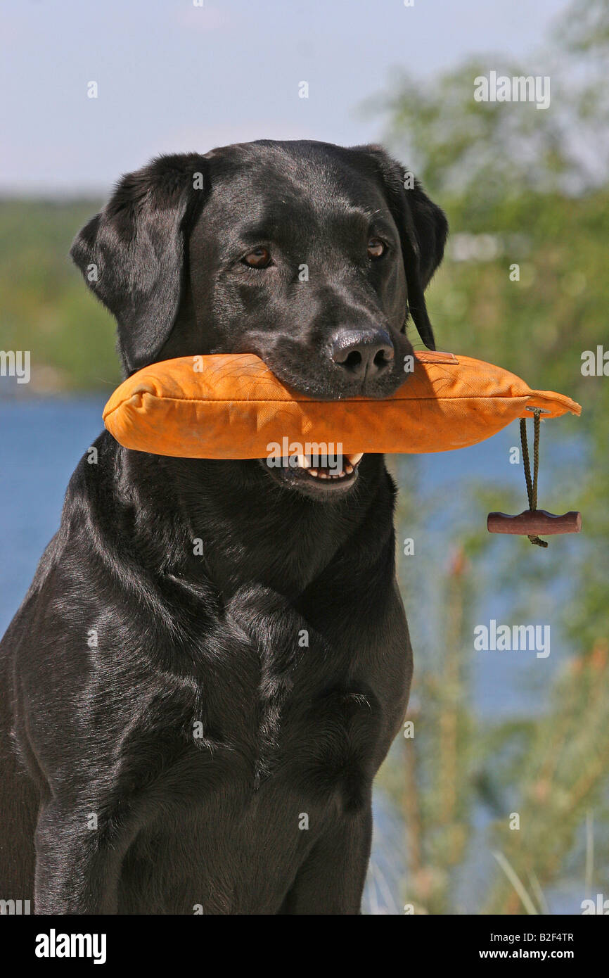 Labrador Retriever with toy Stock Photo - Alamy