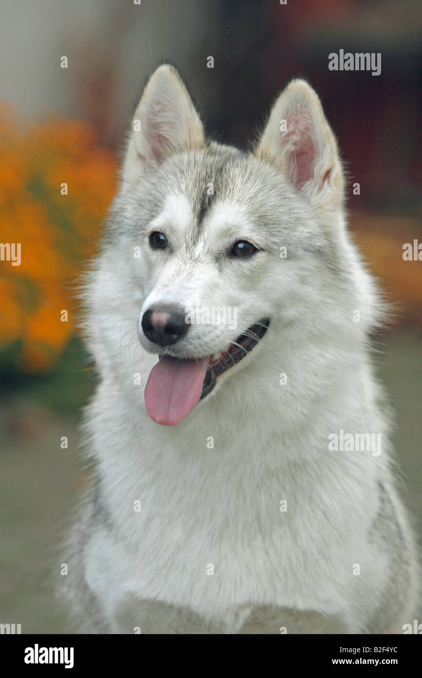 Siberian Husky - portrait Stock Photo - Alamy