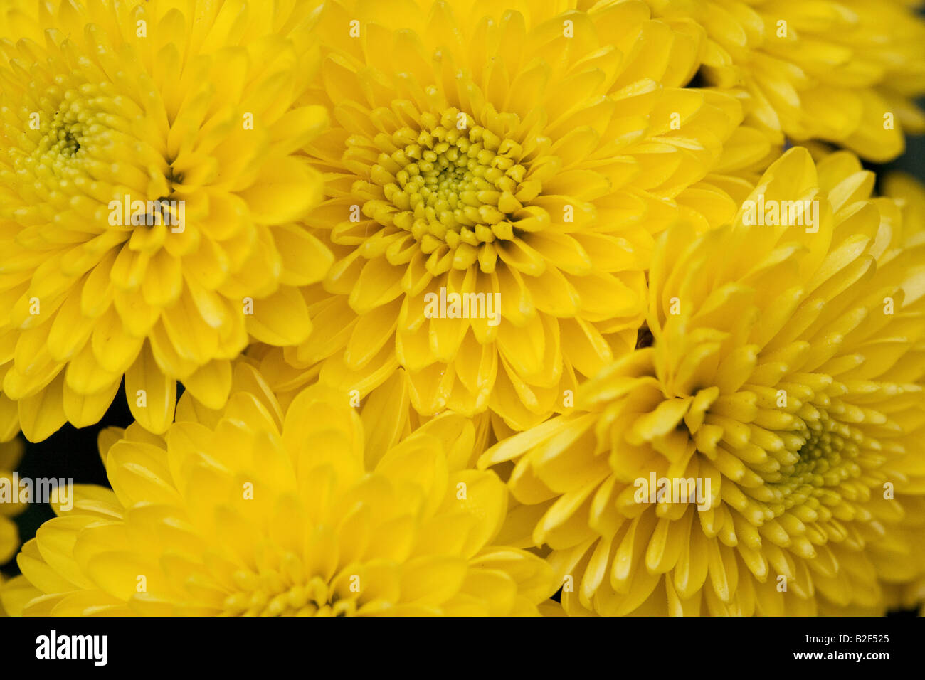 aster - blossoms Stock Photo - Alamy