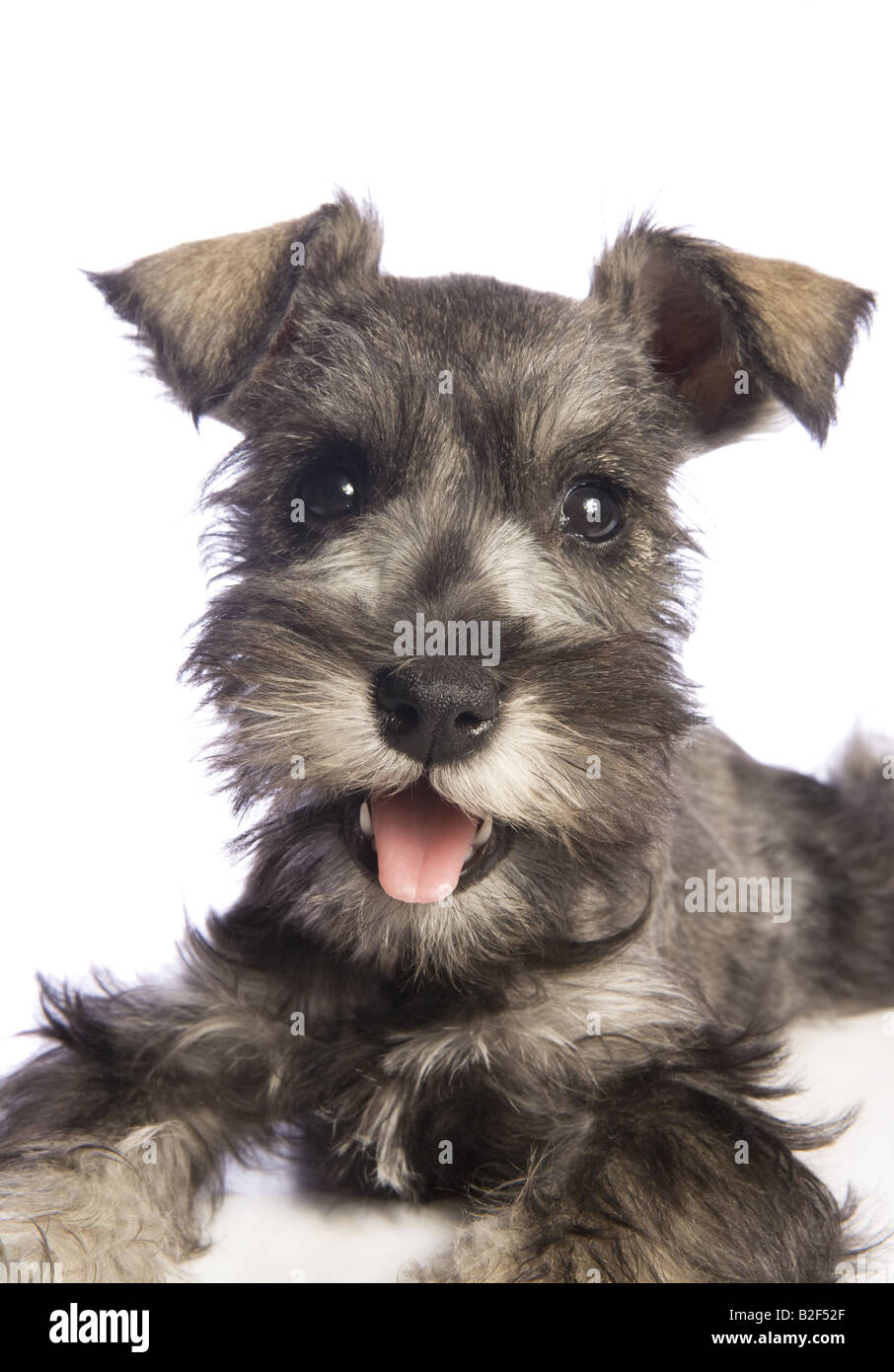 Miniature schnauzer hi-res stock photography and images - Alamy