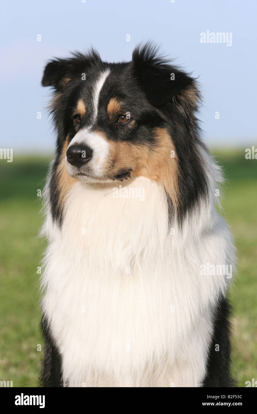 Australian Shepherd - portrait Stock Photo - Alamy