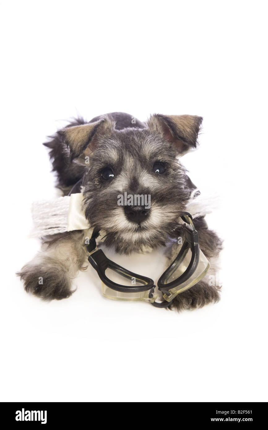 Adorable aviator Miniature Schnauzer puppy with goggles isolated on ...