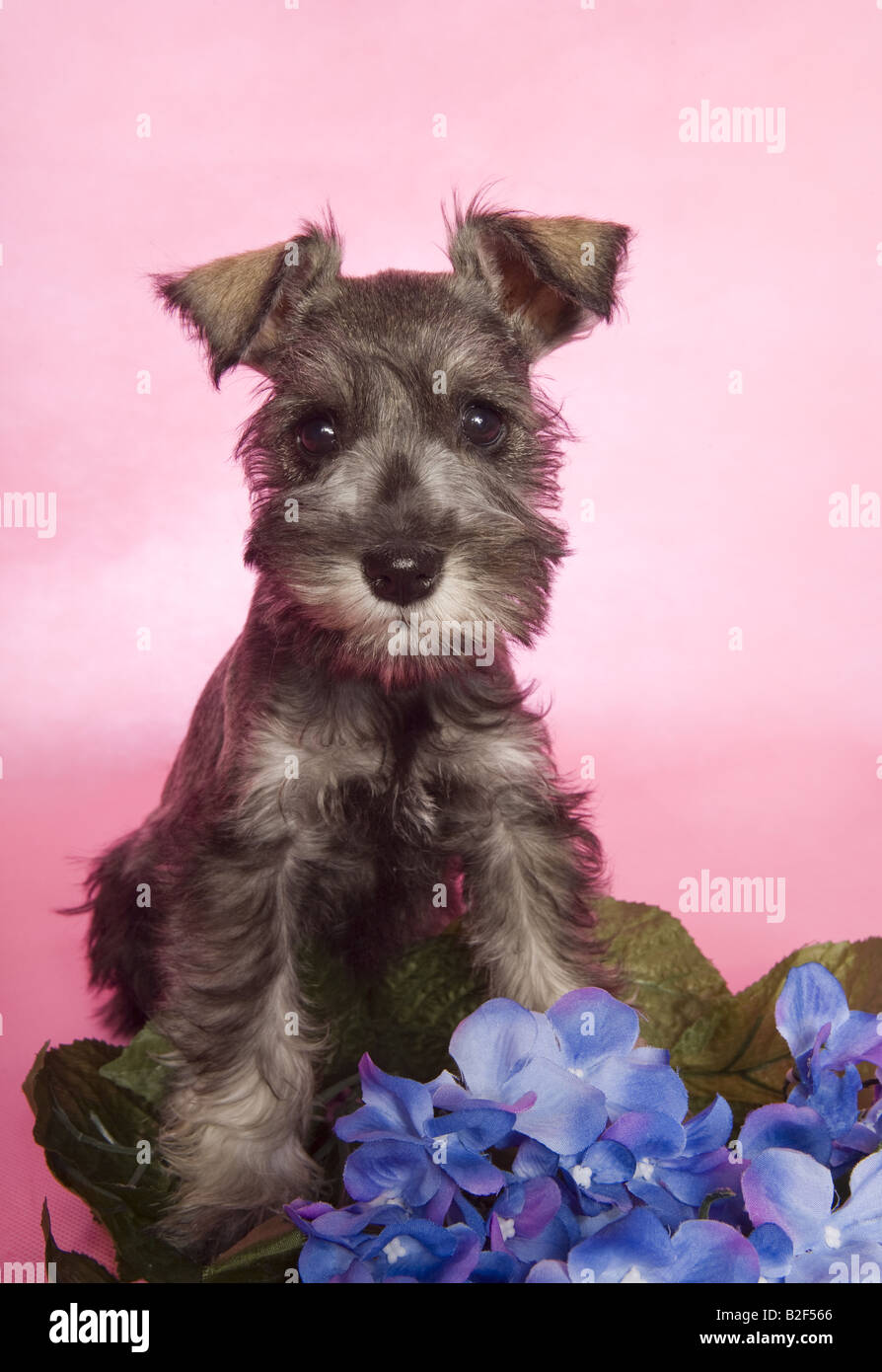 Adorable Miniature Schnauzer puppy on pink background with blue flowers ...