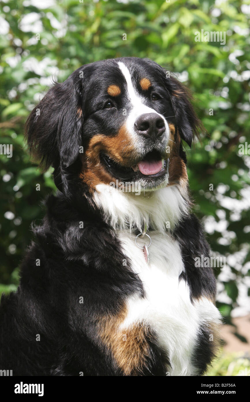 Bernese Mountain dog - portrait Stock Photo - Alamy