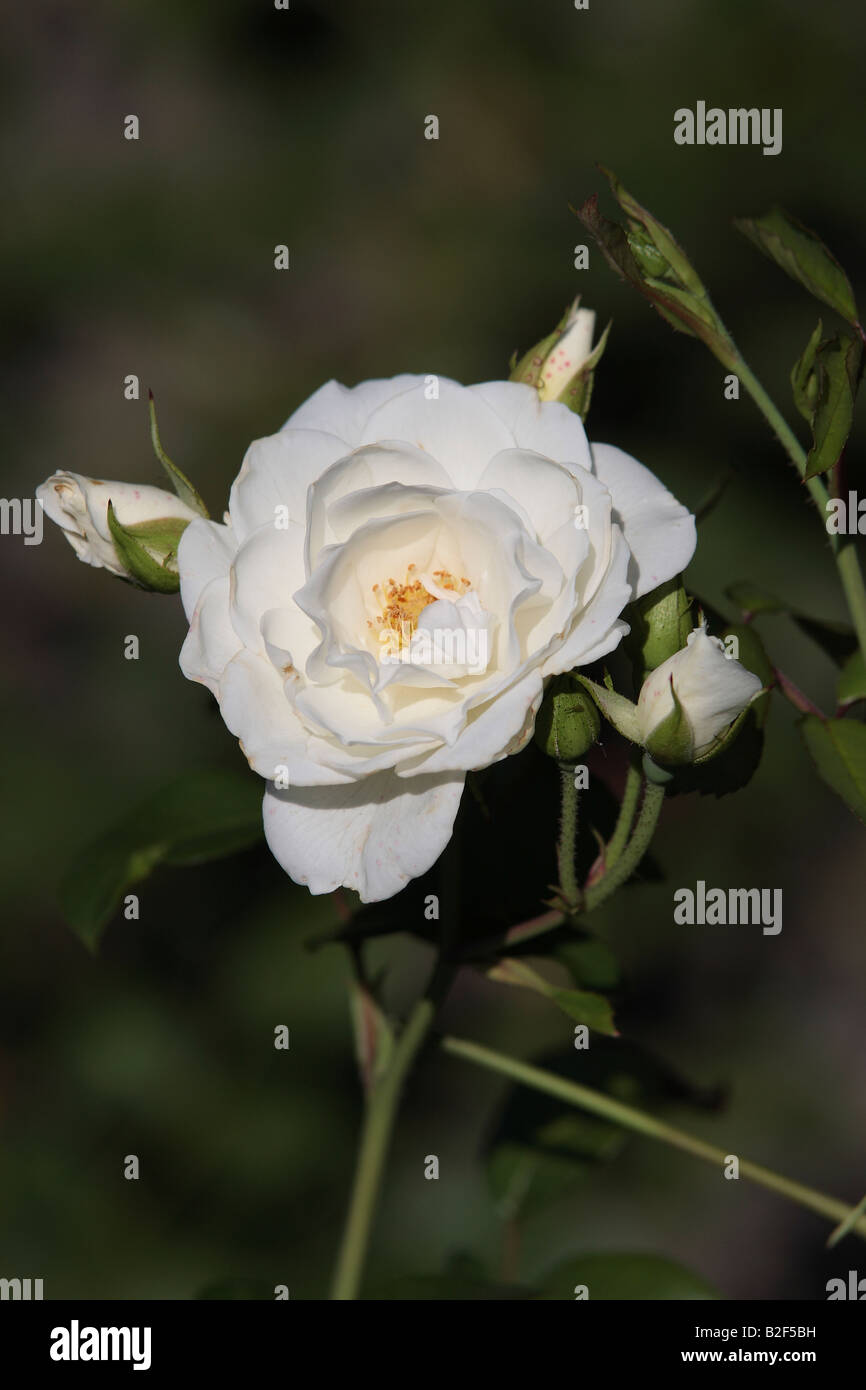 A flowering white rose on the green background Stock Photo - Alamy
