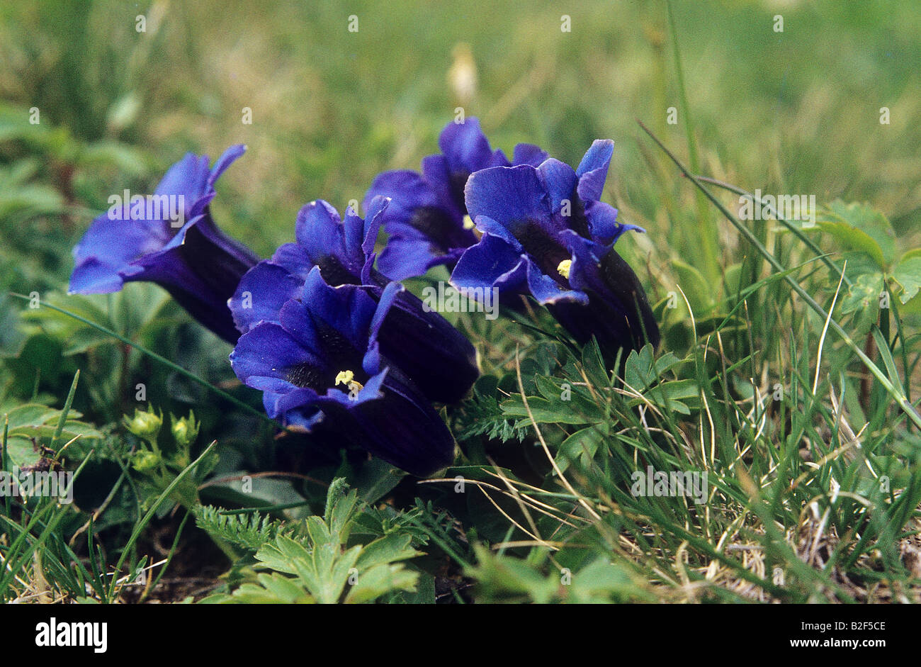 Gentiana alpina hi-res stock photography and images - Alamy