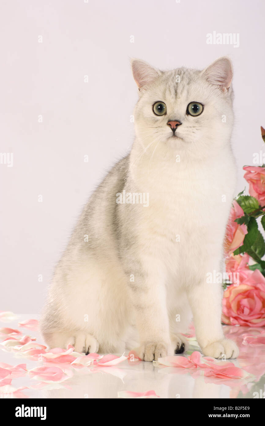 Pink roses cat hi-res stock photography and images - Alamy