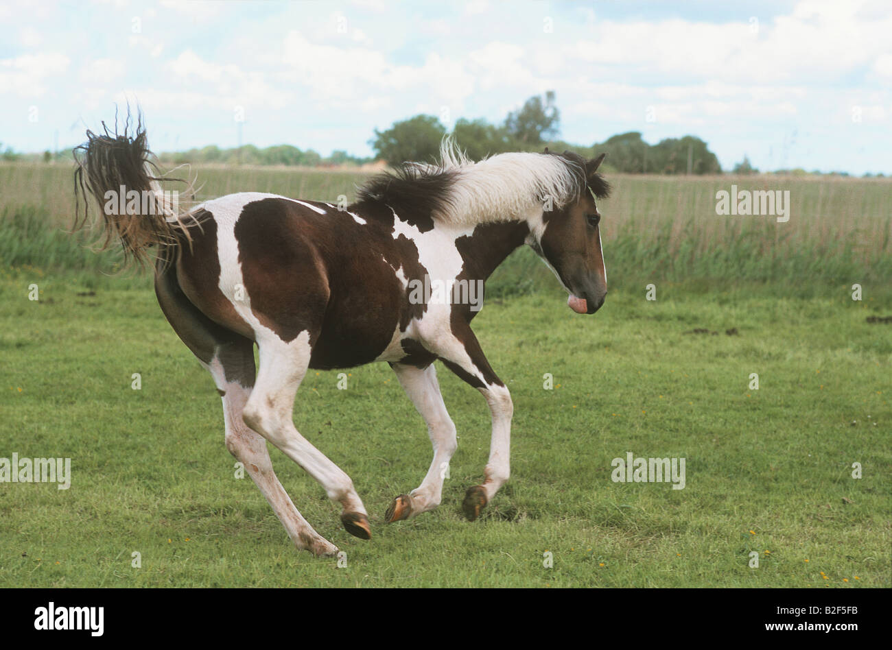 Pinto - running on meadow Stock Photo - Alamy