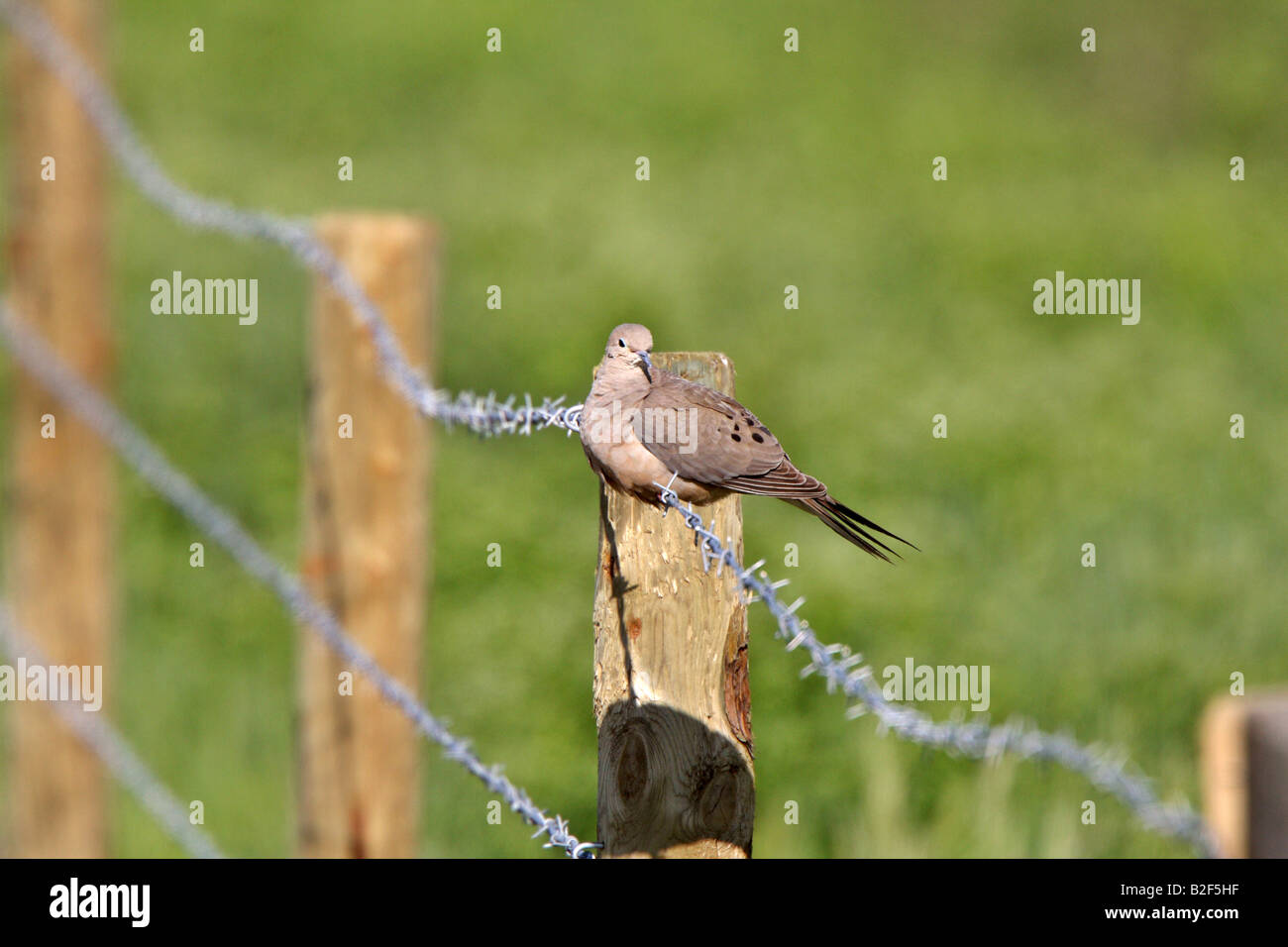 Mourning Dove perched on wire Stock Photo - Alamy