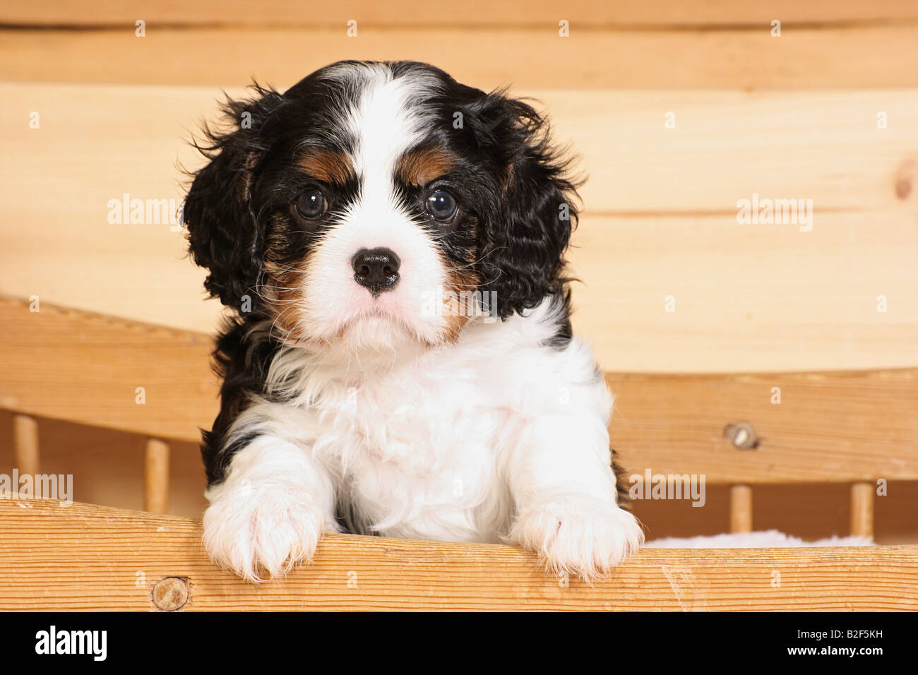 young Cavalier King Charles Spaniel - paws on wooden board Stock Photo ...