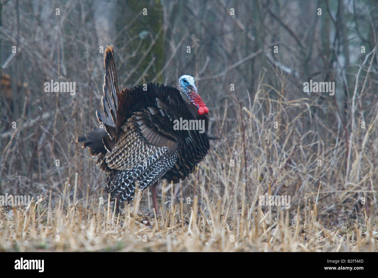 Jake eastern wild turkey in spring Stock Photo - Alamy