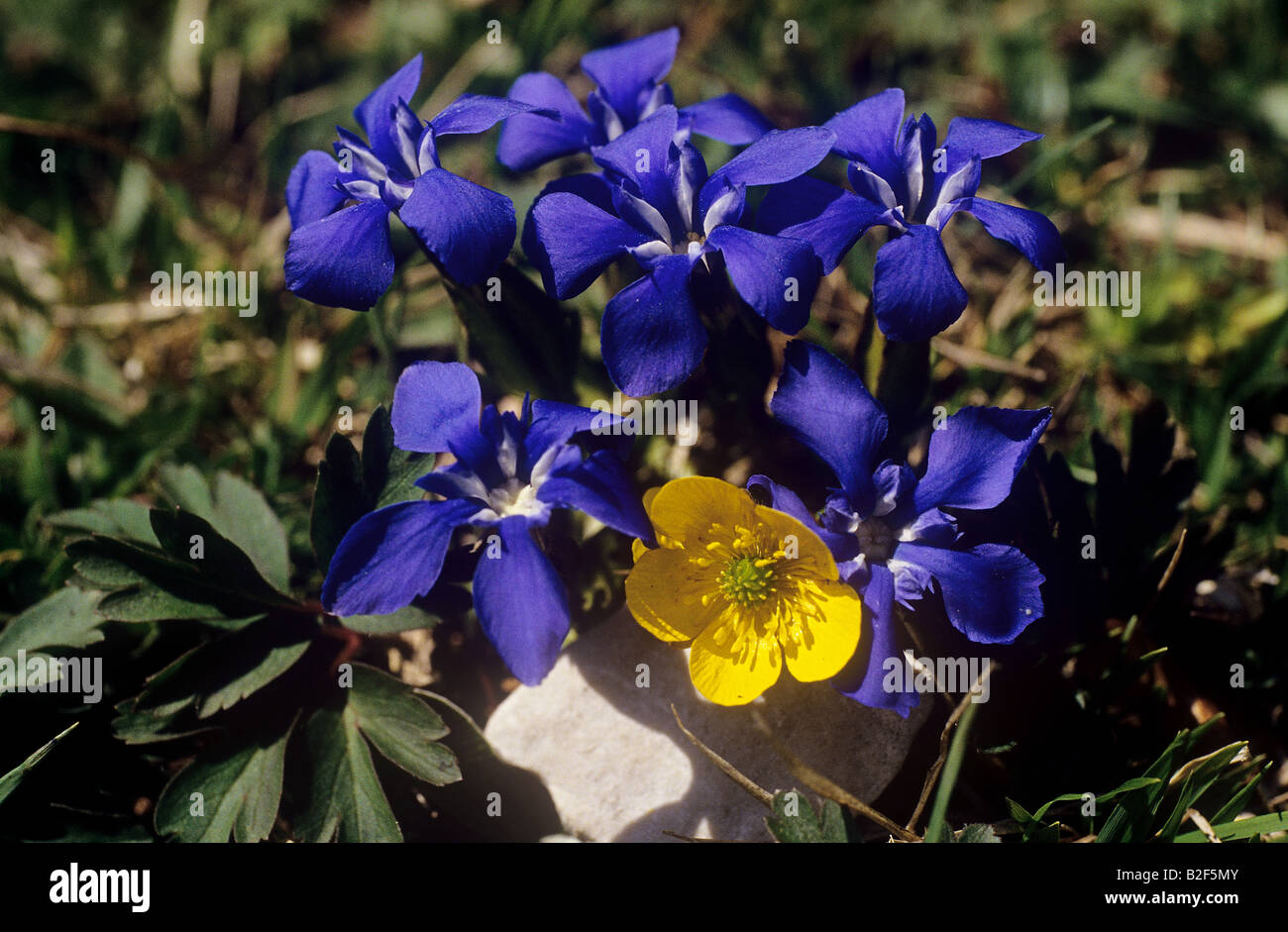 Gentiana verna spring gentians hi-res stock photography and images - Alamy