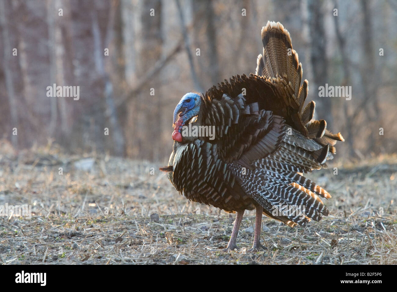 Jake eastern wild turkey in spring Stock Photo - Alamy