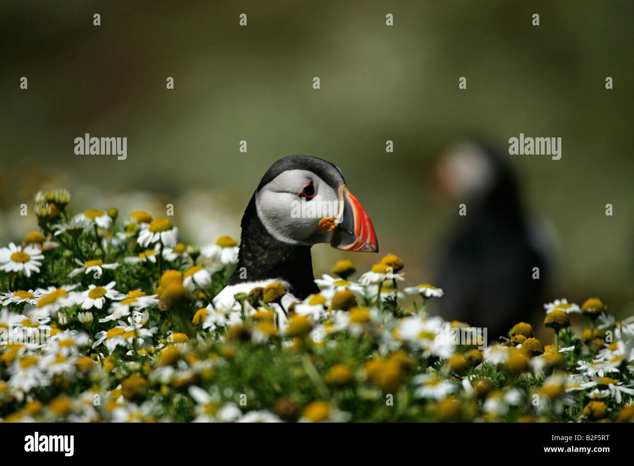 Head of Beautiful puffin with colourful beak amongst wild flowers Stock ...