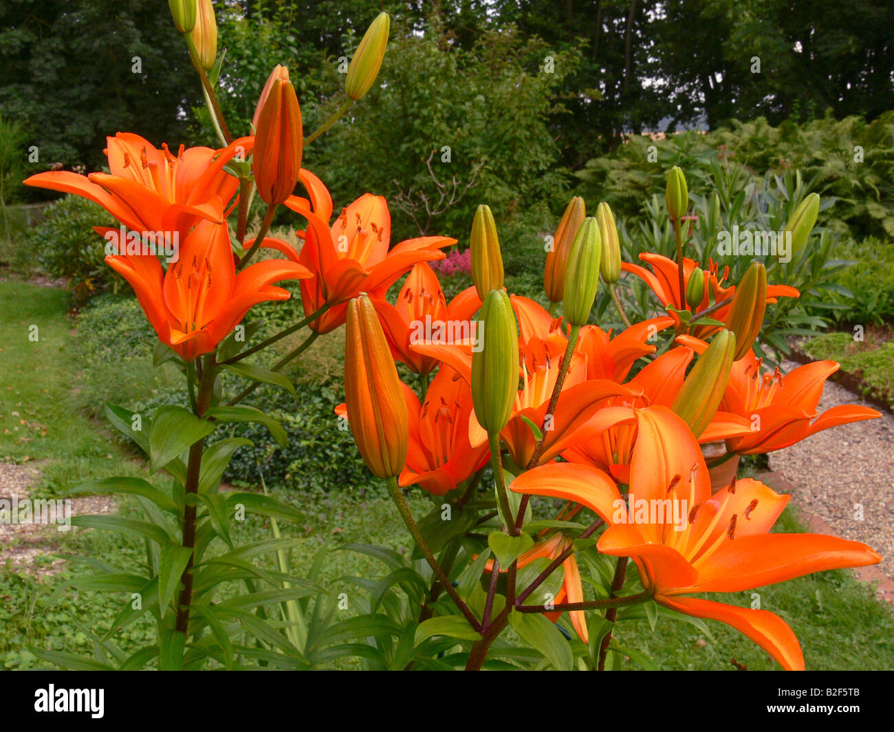 Fire Lilies - blossoms / Lilium bulbiferum Stock Photo - Alamy