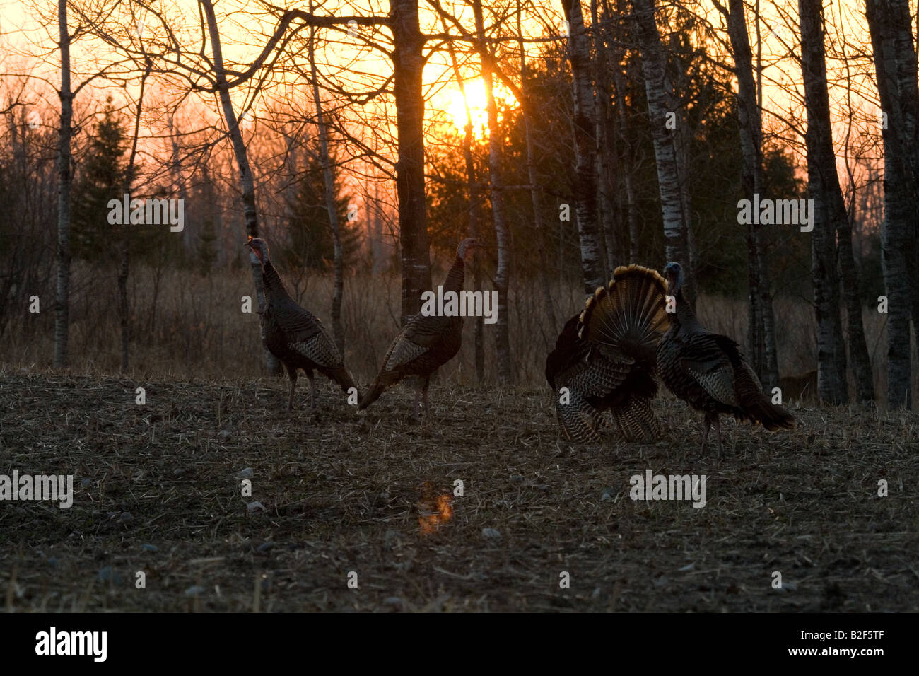 Juvenile wild turkeys hi-res stock photography and images - Alamy
