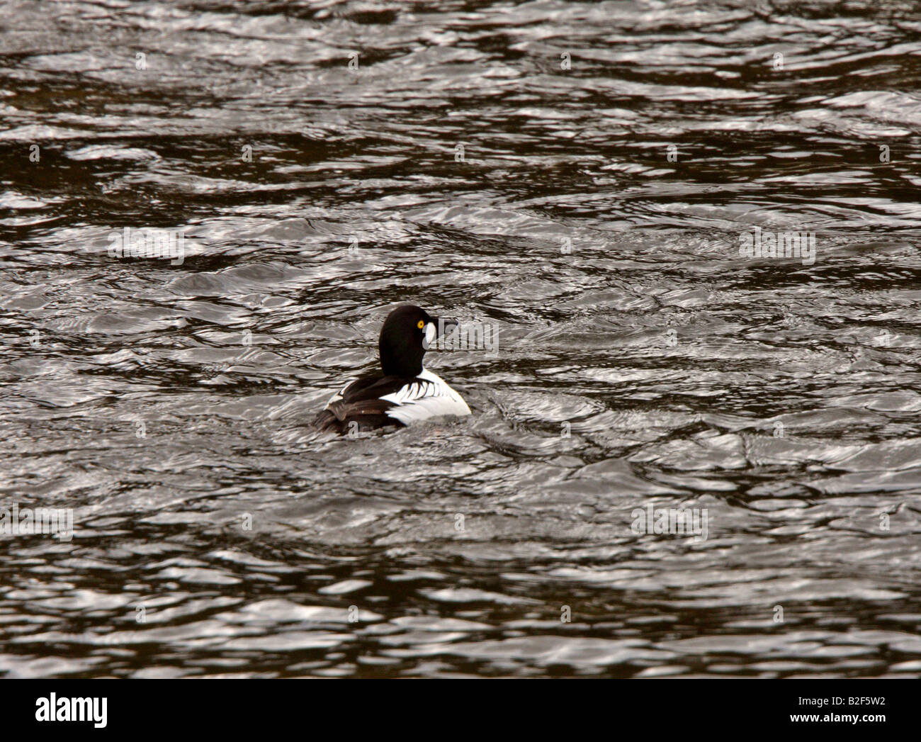 Common golden eye hi-res stock photography and images - Alamy